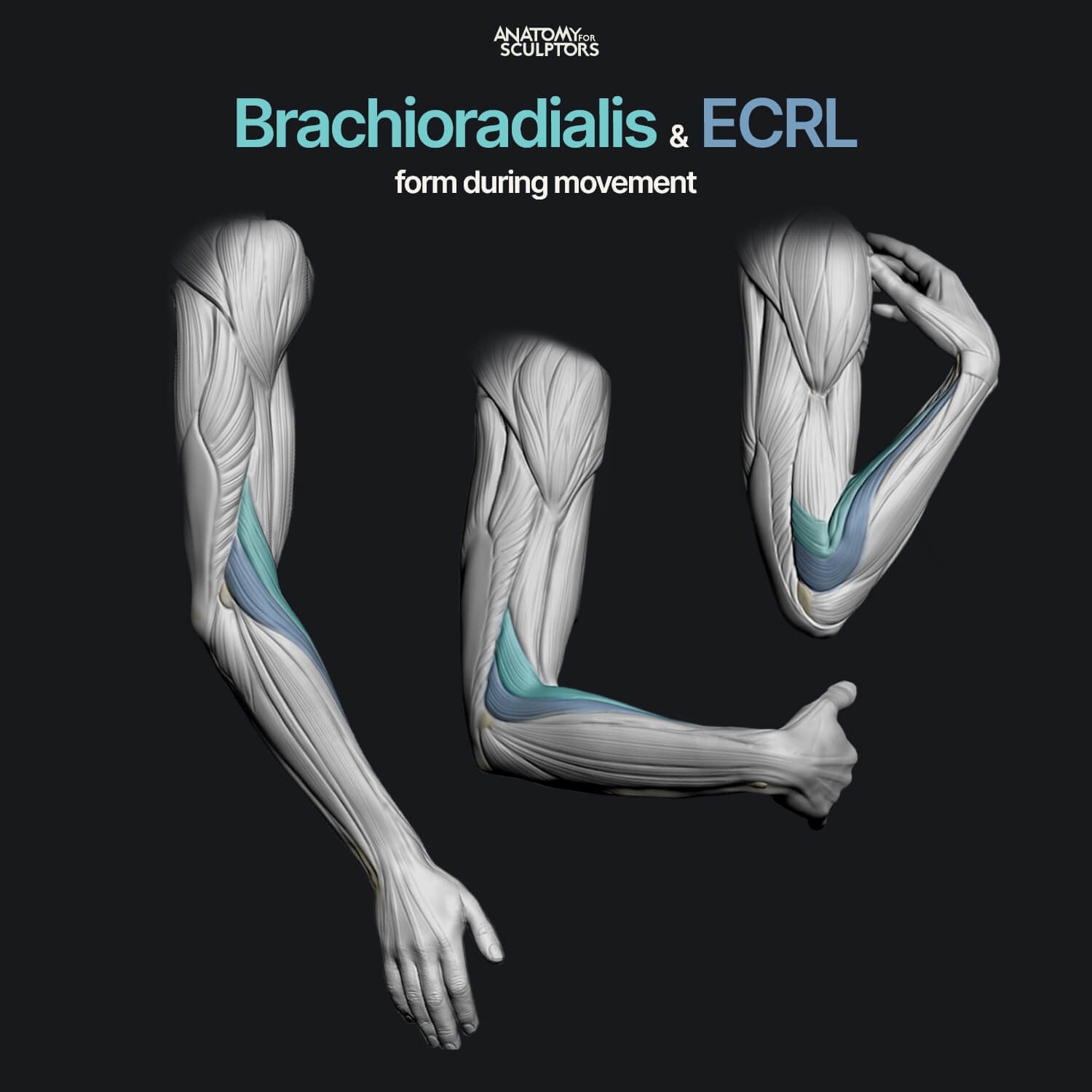 3D Reference Tool | by Anatomy For Sculptors