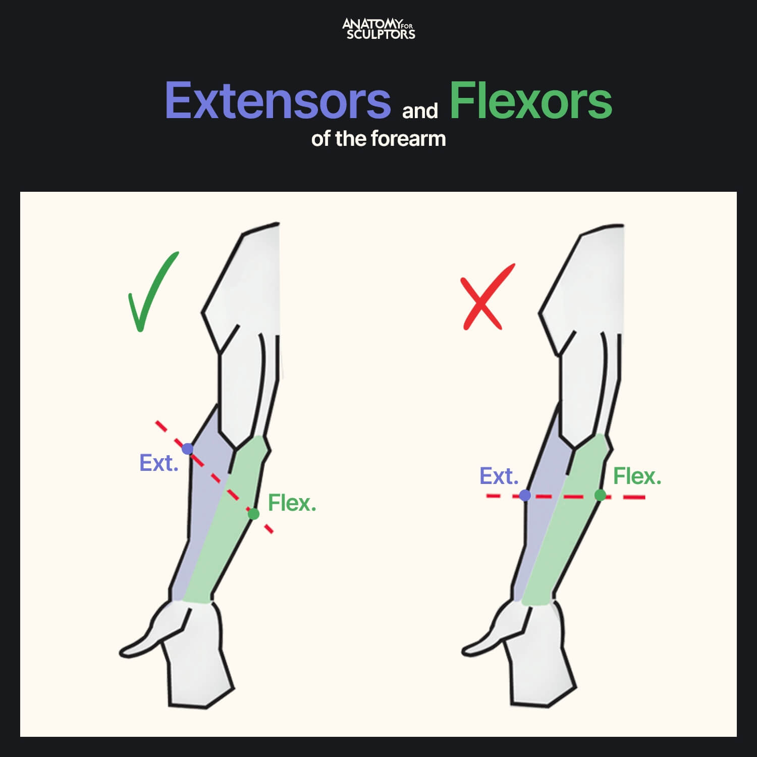 3D Reference Tool | by Anatomy For Sculptors