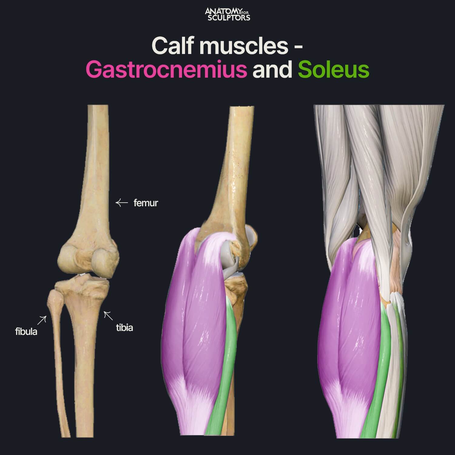3D Reference Tool | by Anatomy For Sculptors