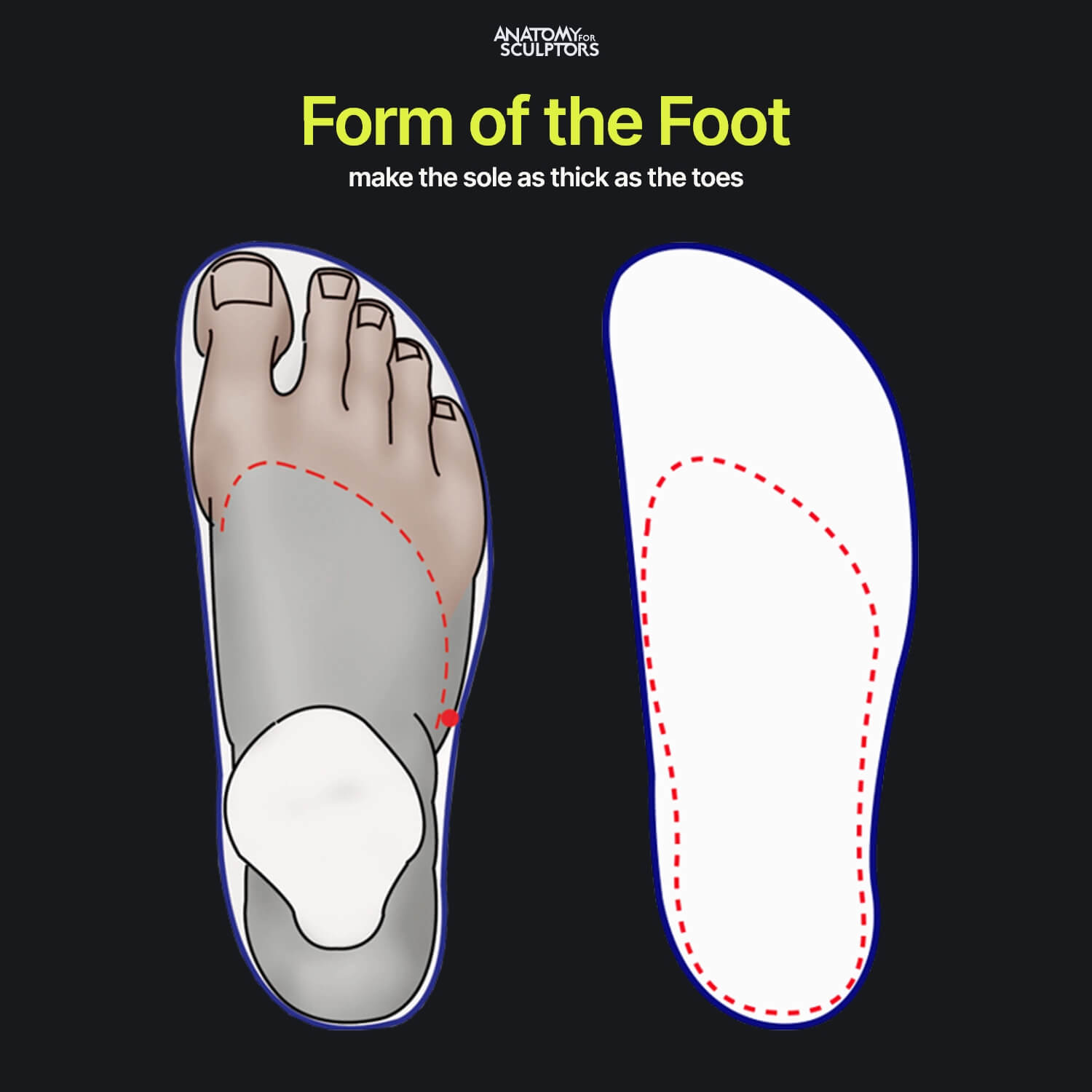 Human Proportions Calculator | Anatomy For Sculptors
