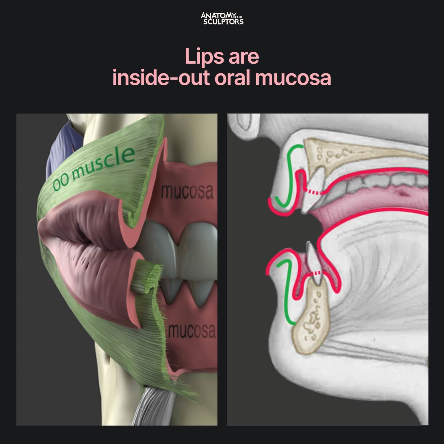 3D Reference Tool | by Anatomy For Sculptors