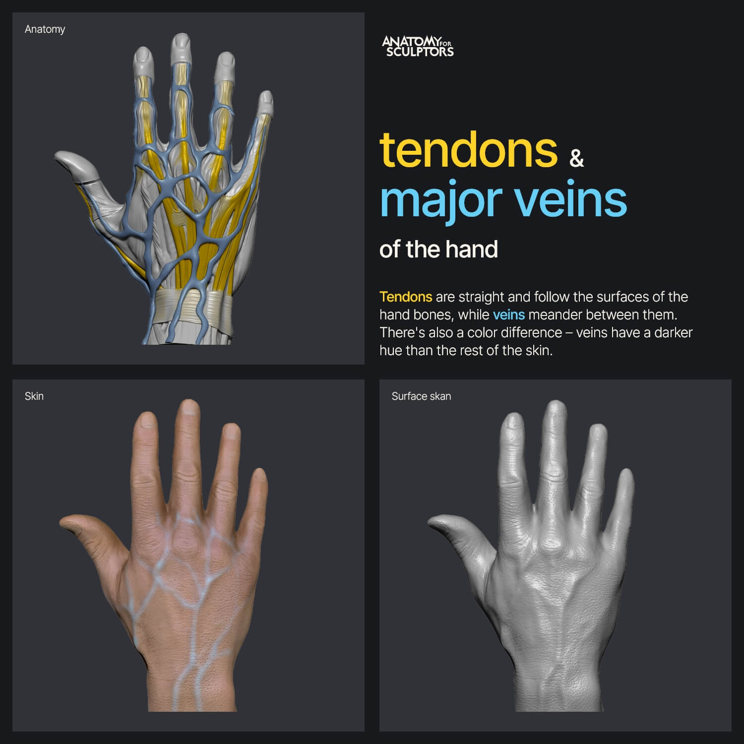 3D Reference Tool | by Anatomy For Sculptors