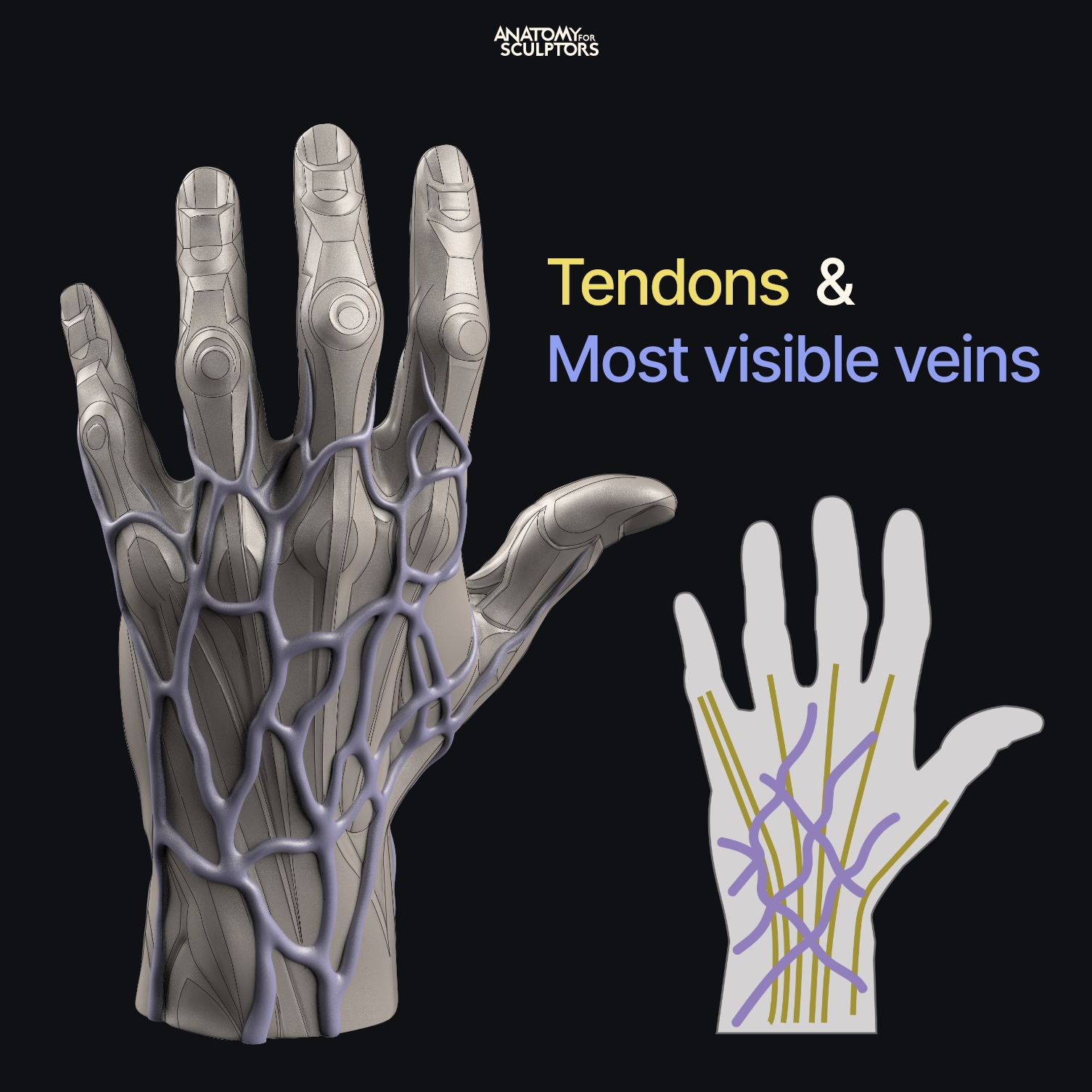 3D Reference Tool | by Anatomy For Sculptors