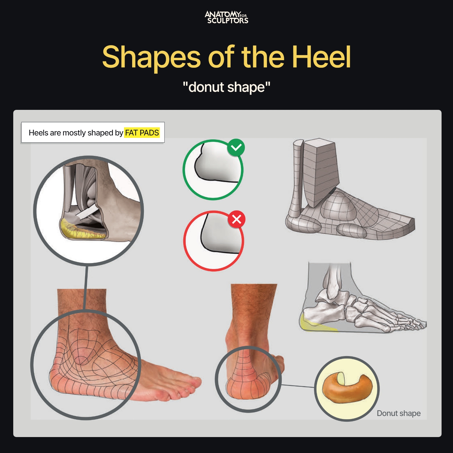 3D Reference Tool | by Anatomy For Sculptors