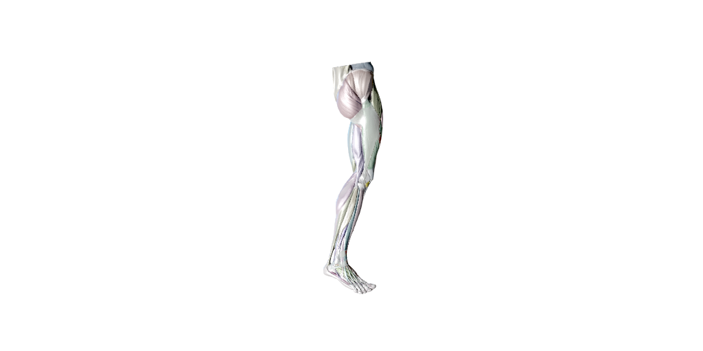 3D Reference Tool | by Anatomy For Sculptors