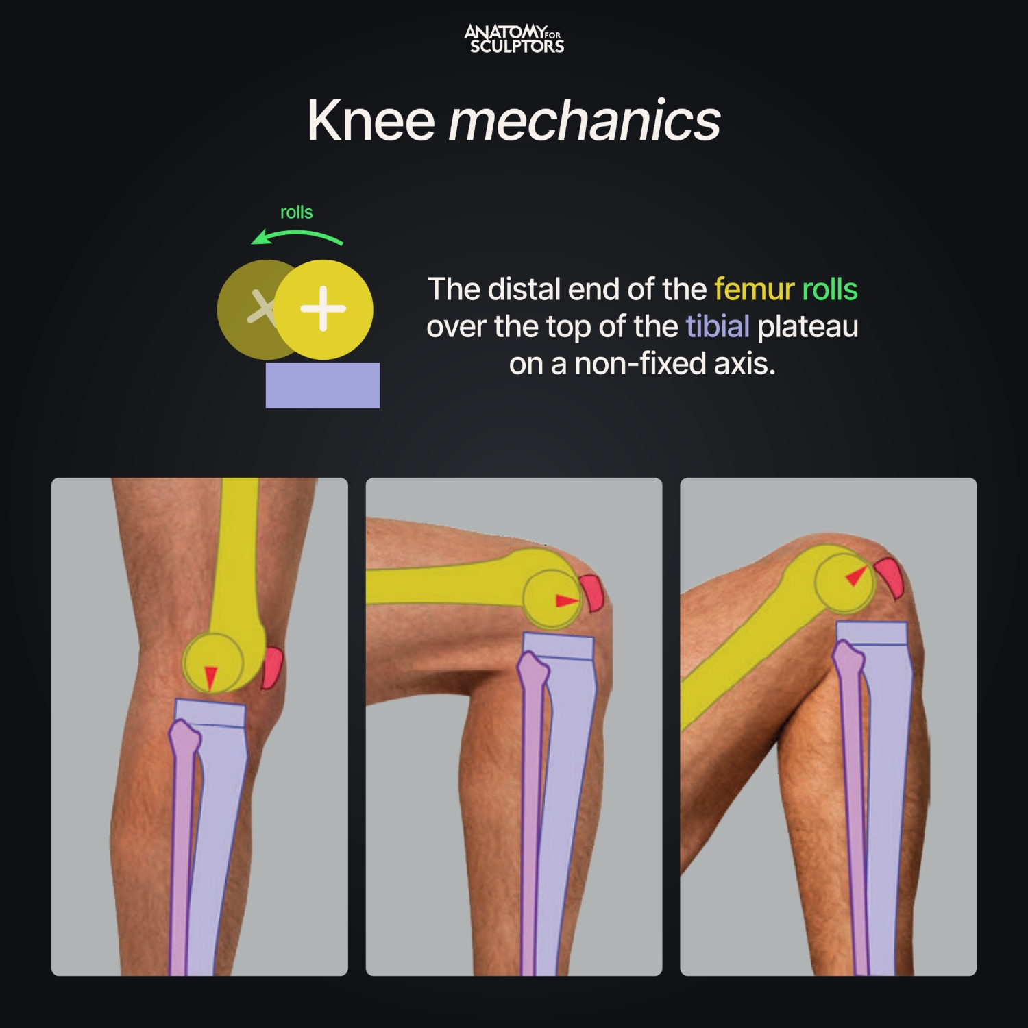 3D Reference Tool | by Anatomy For Sculptors