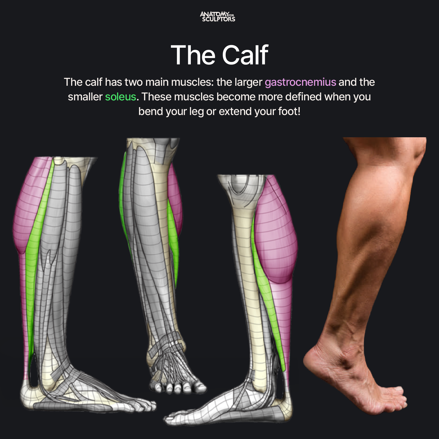 3D Reference Tool | by Anatomy For Sculptors