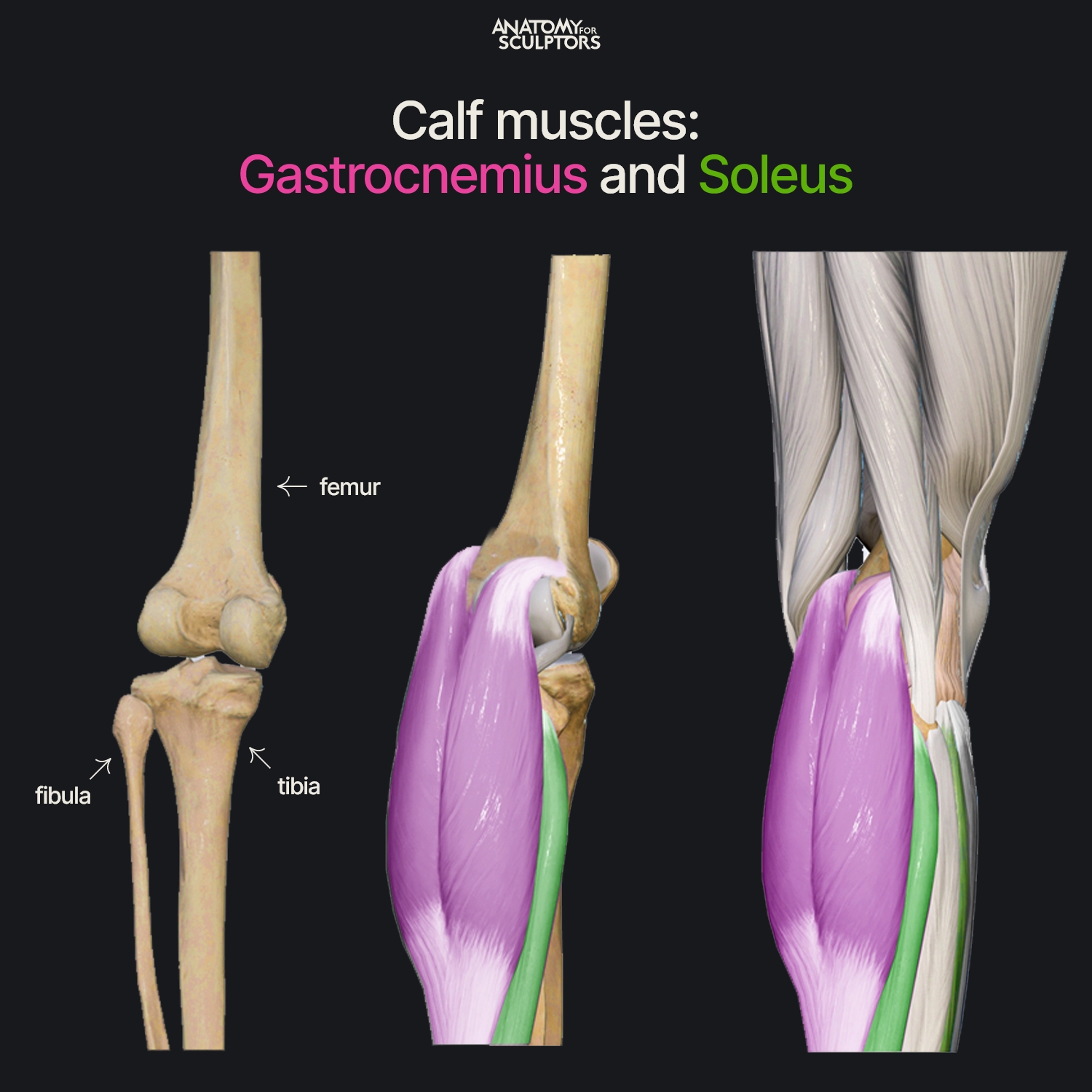 3D Reference Tool | by Anatomy For Sculptors