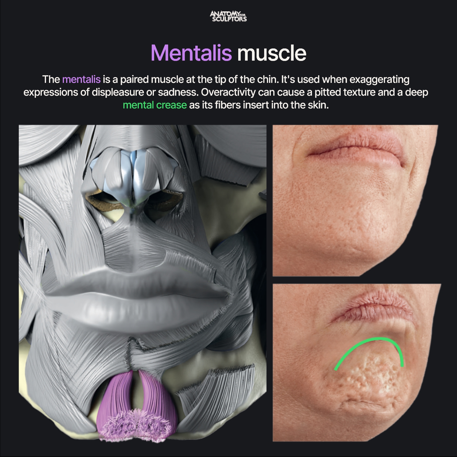 3D Reference Tool | by Anatomy For Sculptors