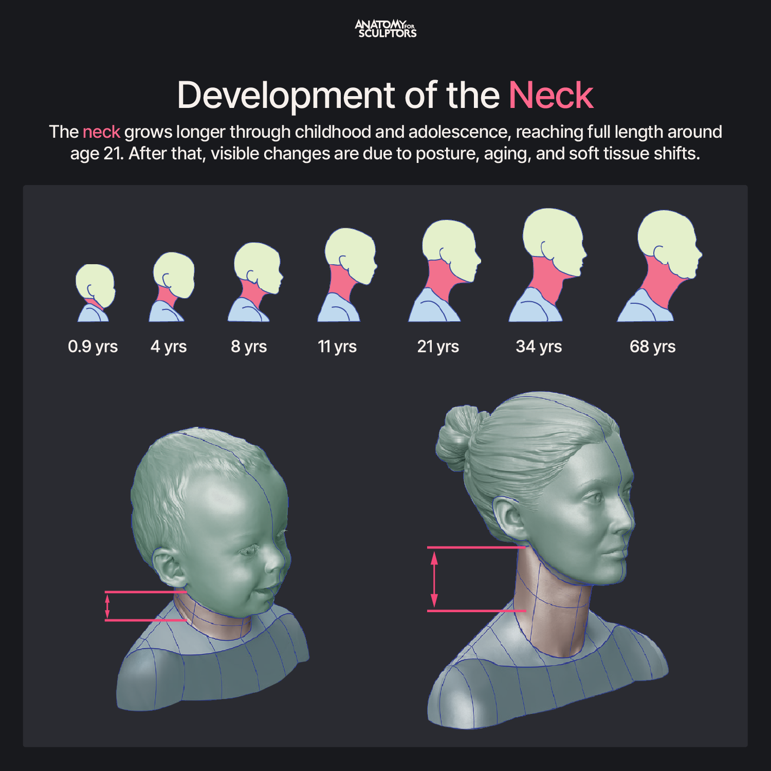 3D Reference Tool | by Anatomy For Sculptors